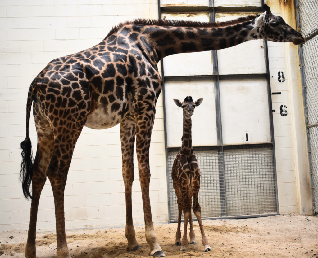 Virginia Zoo is on Cloud 9 after Giraffe Birth - WNOR FM99