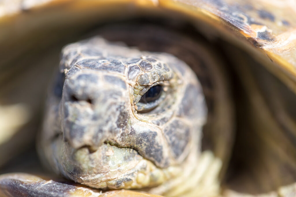 He caused an 18-car wreck while trying to help a Turtle cross the ...