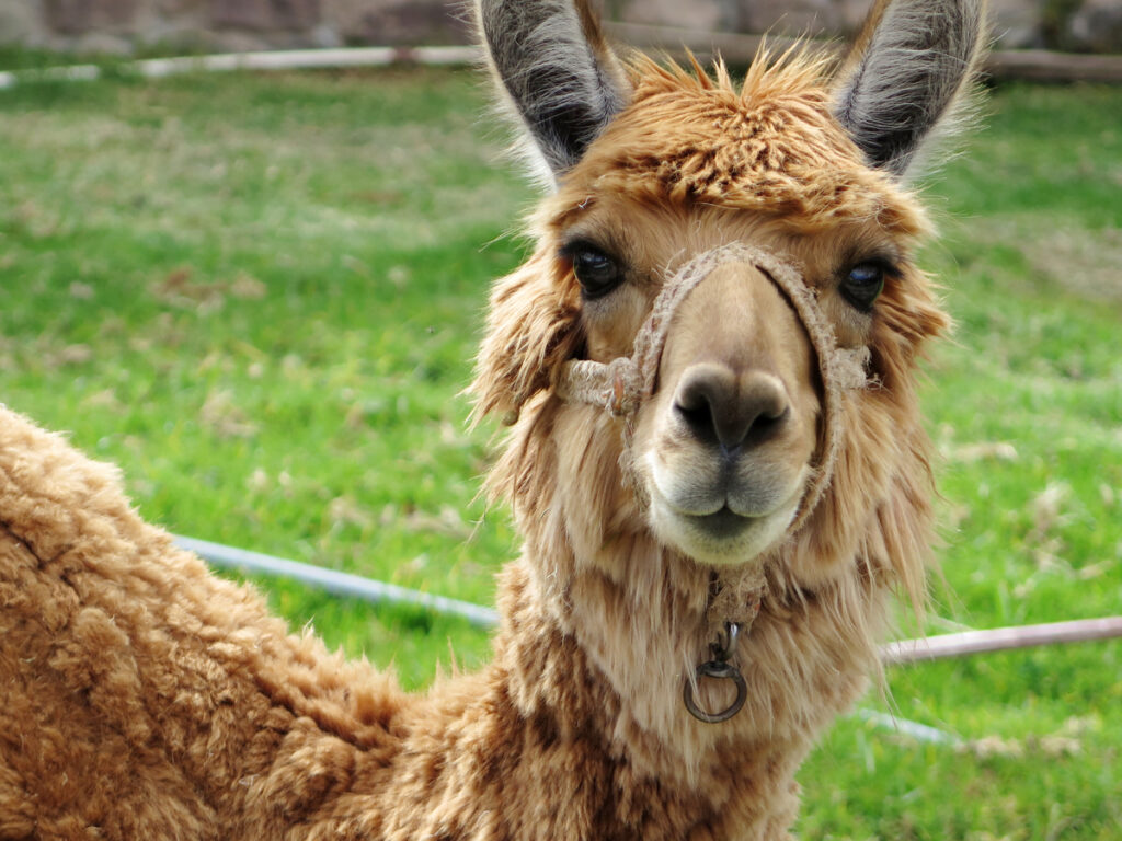 Police Called in a Lama Negotiator - WNOR FM99