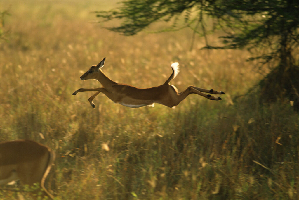 Flying Deer unable to stick the landing - WNOR FM99