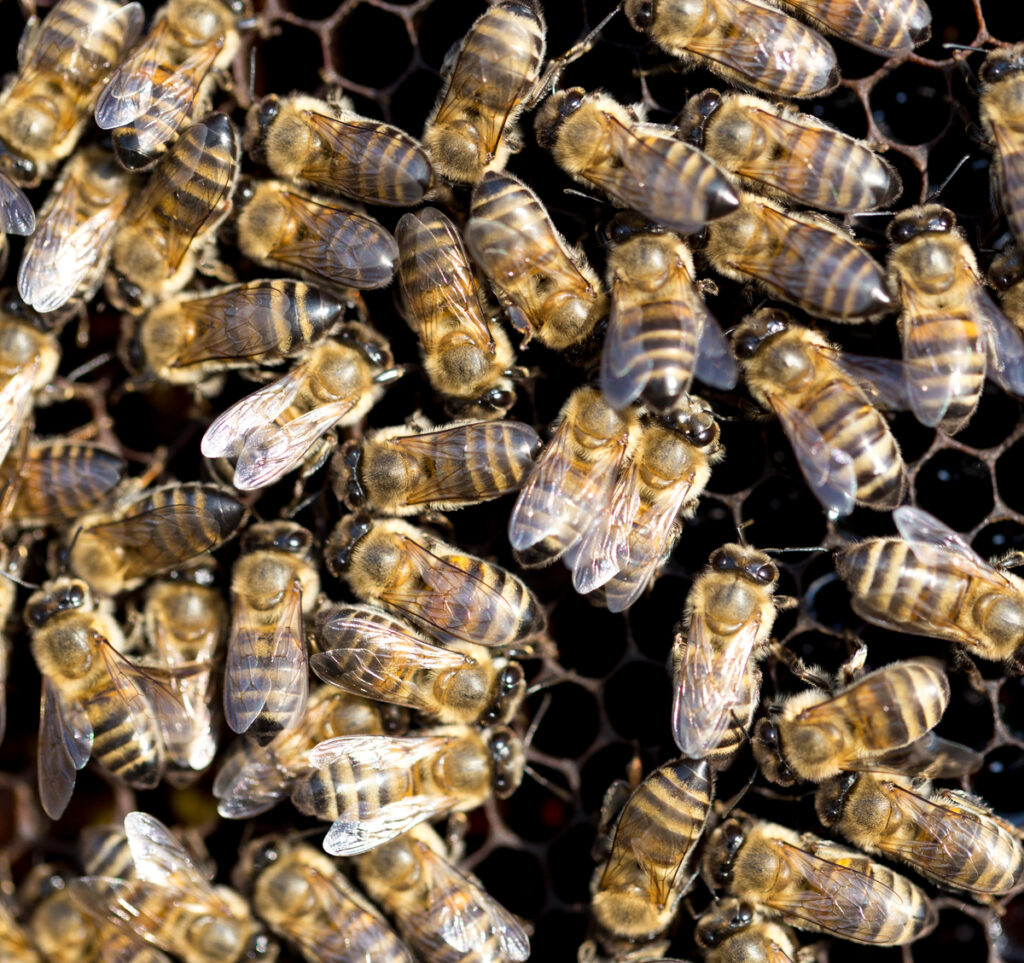 Get the Bees off the Chopper! - WNOR FM99