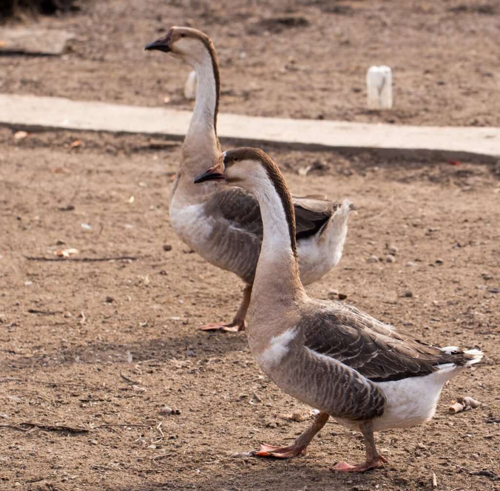 Prison replaces Guard Dogs for Guard Geese - WNOR FM99