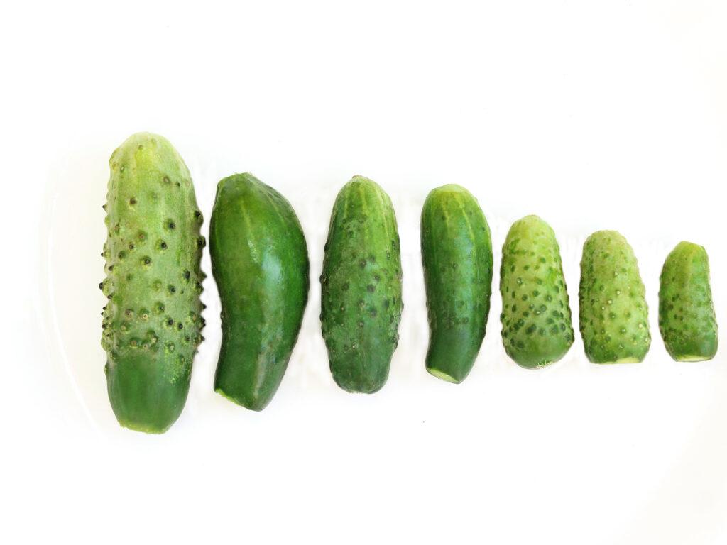 It is the size of your Cucumber that matters - WNOR FM99