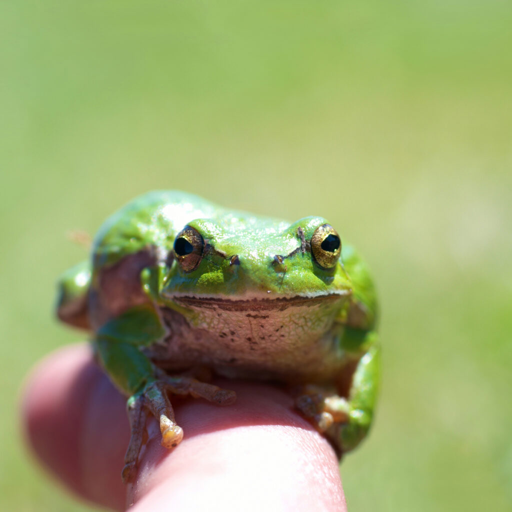 He Found a Live Frog Swimming in His Sealed Bottle of Beer - WNOR FM99