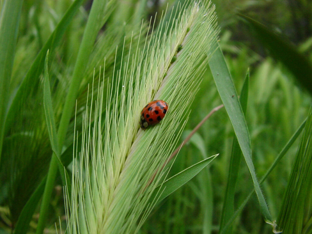 Did you know Lady Bugs Urinate? (A lot) - WNOR FM99